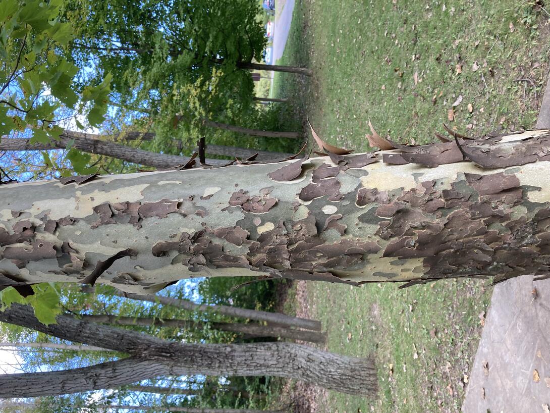 American Sycamore | CMP Tree Selection Tool